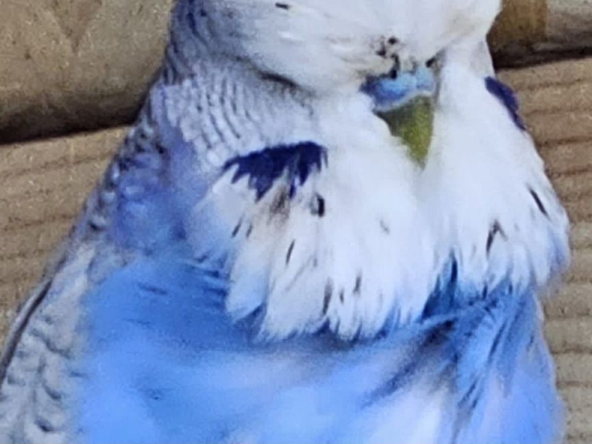 Пара выстовочных попугаев чехов