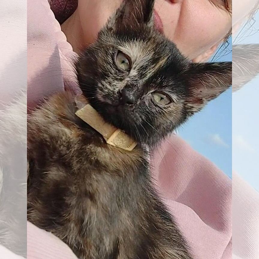 Кошечка