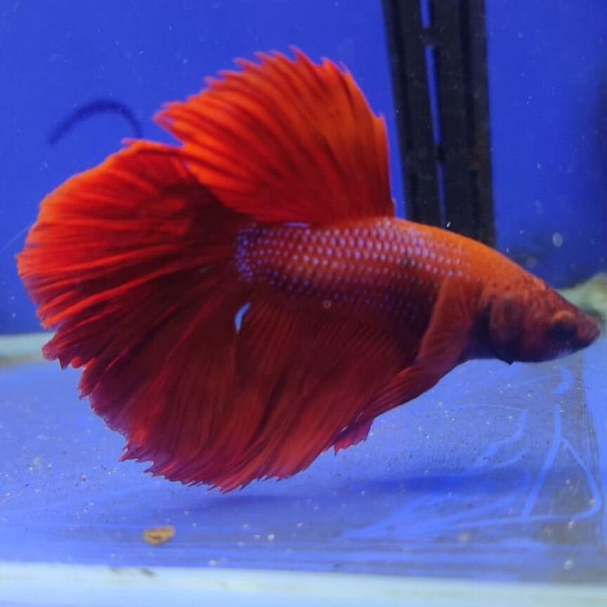 Рыба петушок