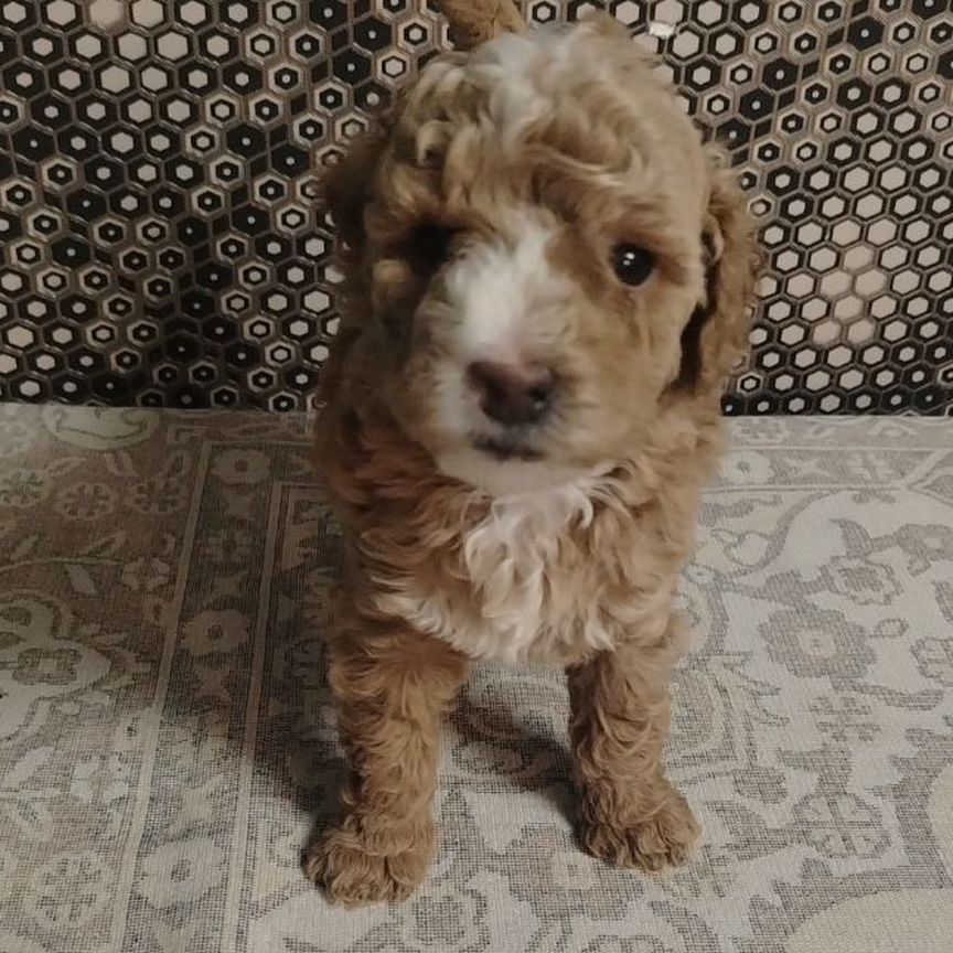 Карликовый пудель, щенок