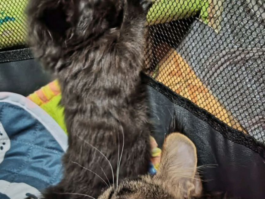 Котята Мейн-Кун готовятся к резерву