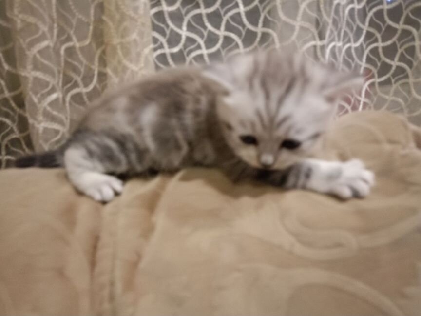 Британские котята