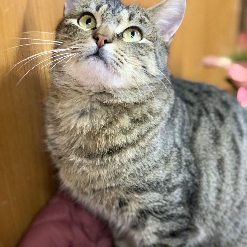 Котенок