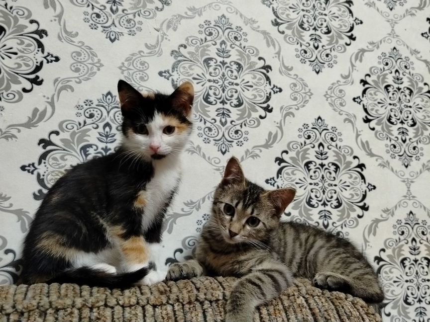 Двое котят