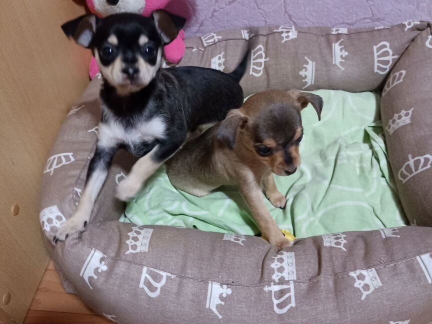 Той-терьер щенки