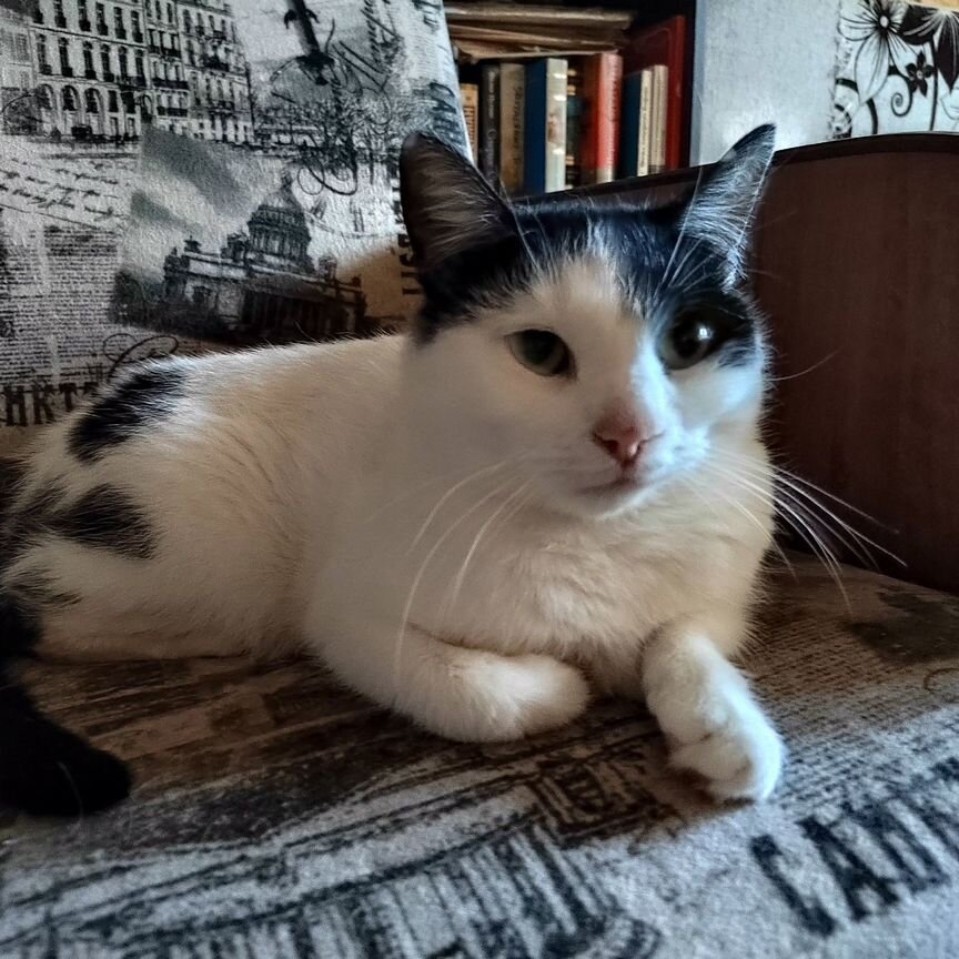 Отдам кошку в добрые руки