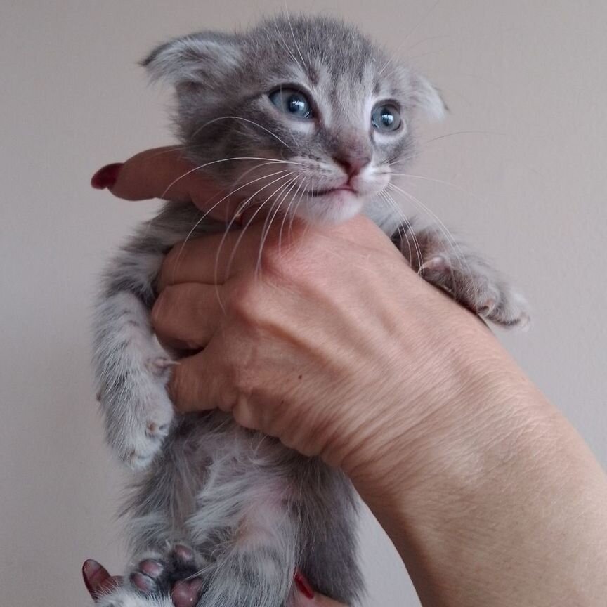 Котята донского сфинкса