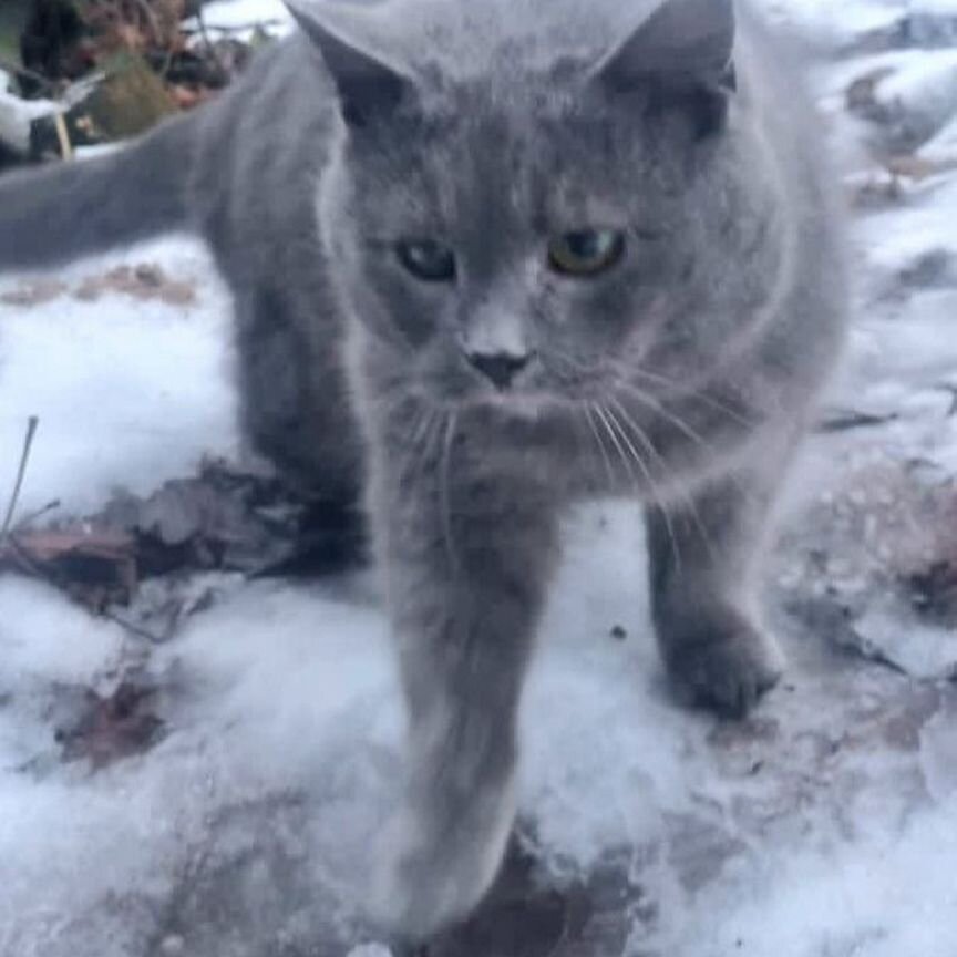 Прелестная кошечка ищет семью