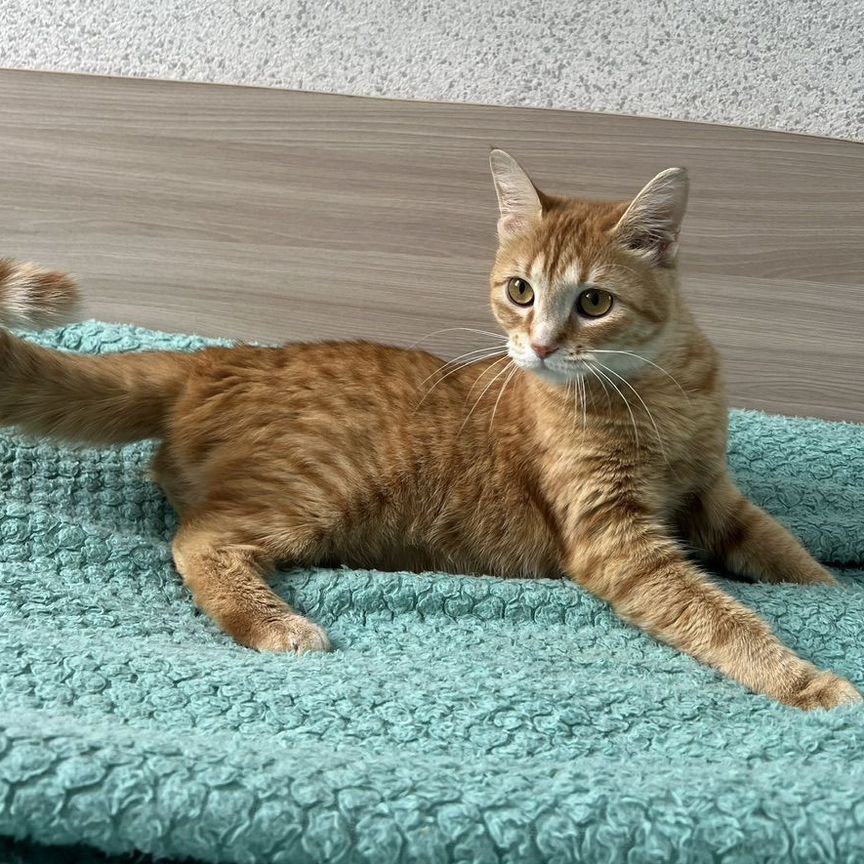 Кошка Лиза ищет дом