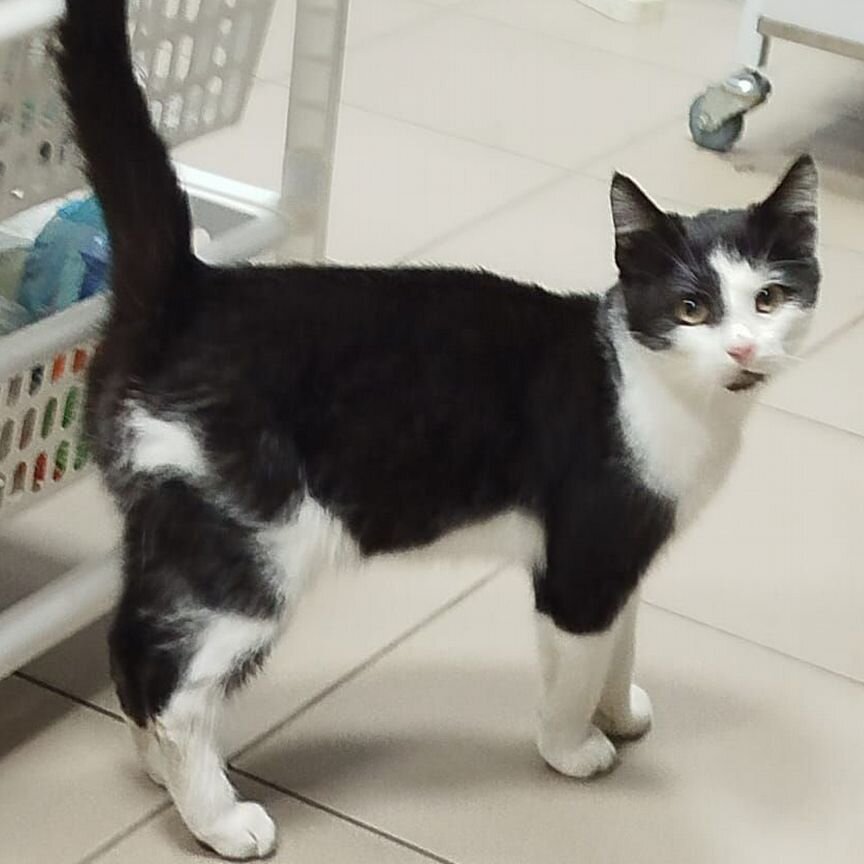 Котёнок в добрые руки
