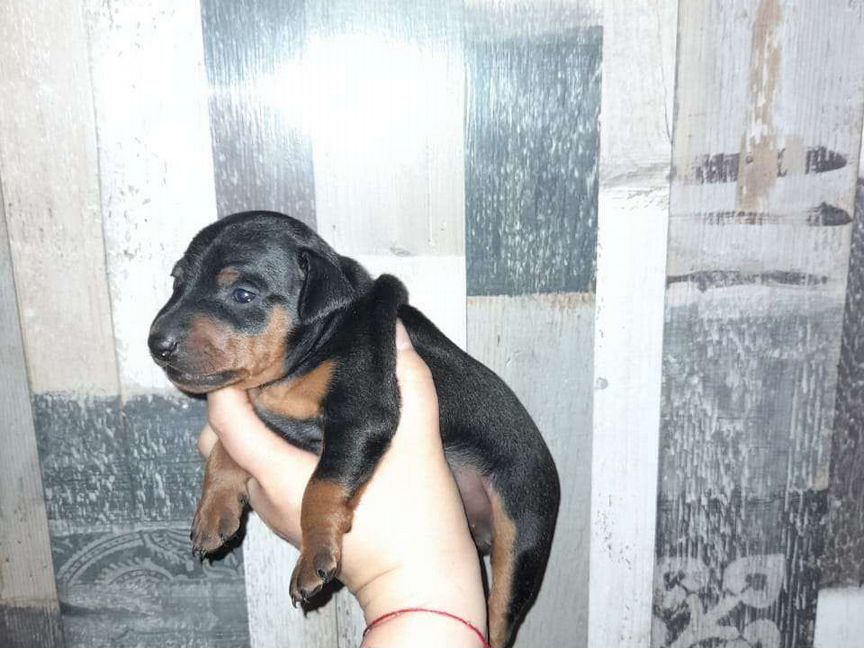 Щенки цвергпинчера (бронь)