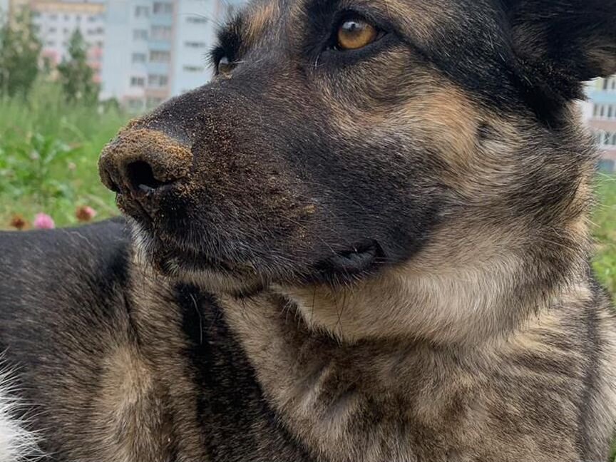 Собака Милка ищет хозяина. Отдадим в хорошие руки