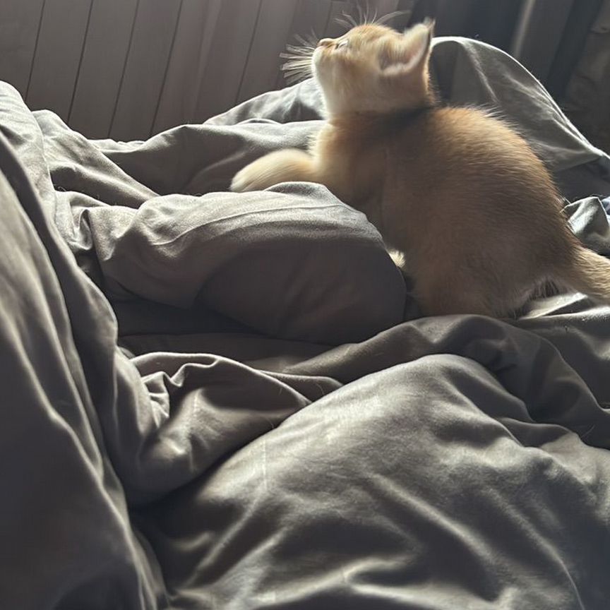 Британская шиншилла