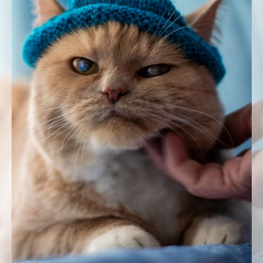 Британский короткошёрстный кот, взрослый