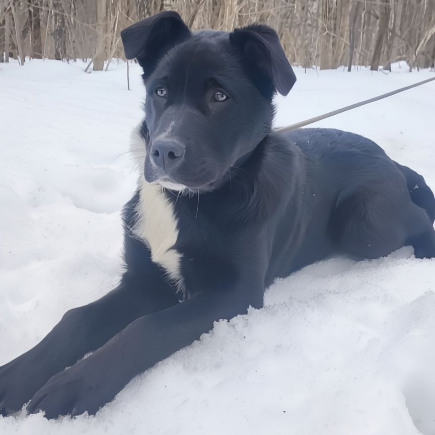 Щенок в добрые руки