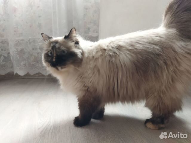 Кошка для эстетов