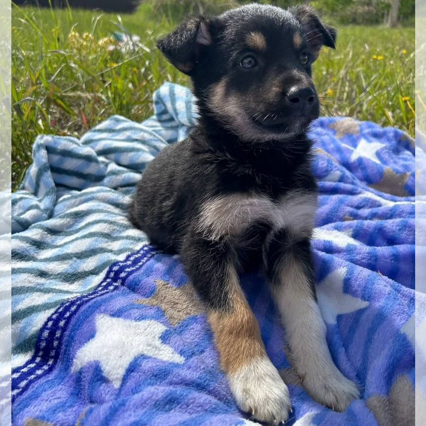 Щенок в добрые руки