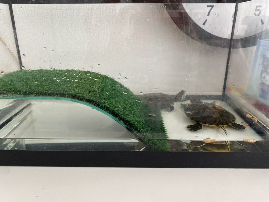 Красноухая черепаха с аквариумом