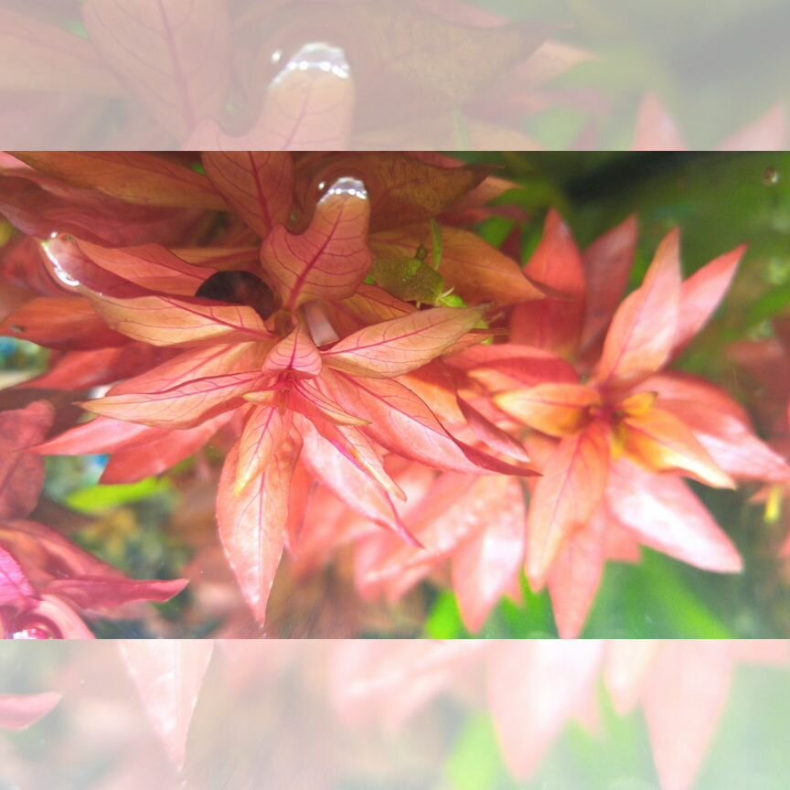 Людвигия растение рубин Аквариум красные цветы