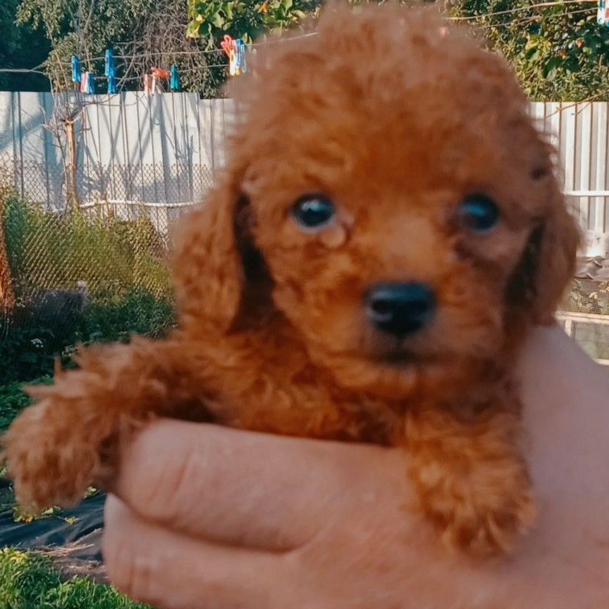 Пудель, щенок