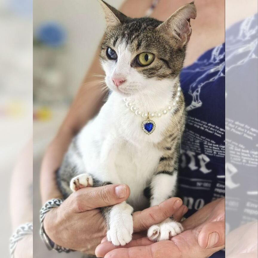 Взрослая кошка в добрые руки