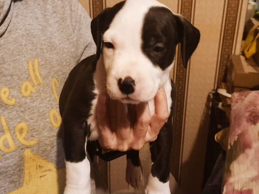 Стаффордширский терьер