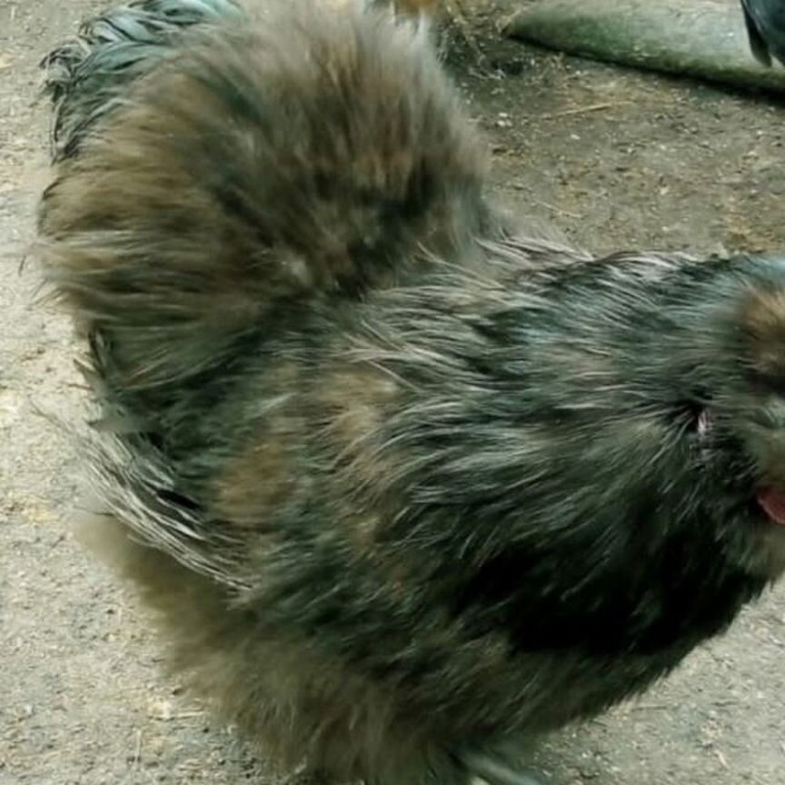 Китайские шелковые петухи.1,5 года