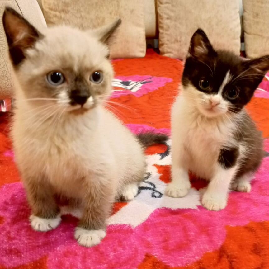 Отдам в хорошие руки котят