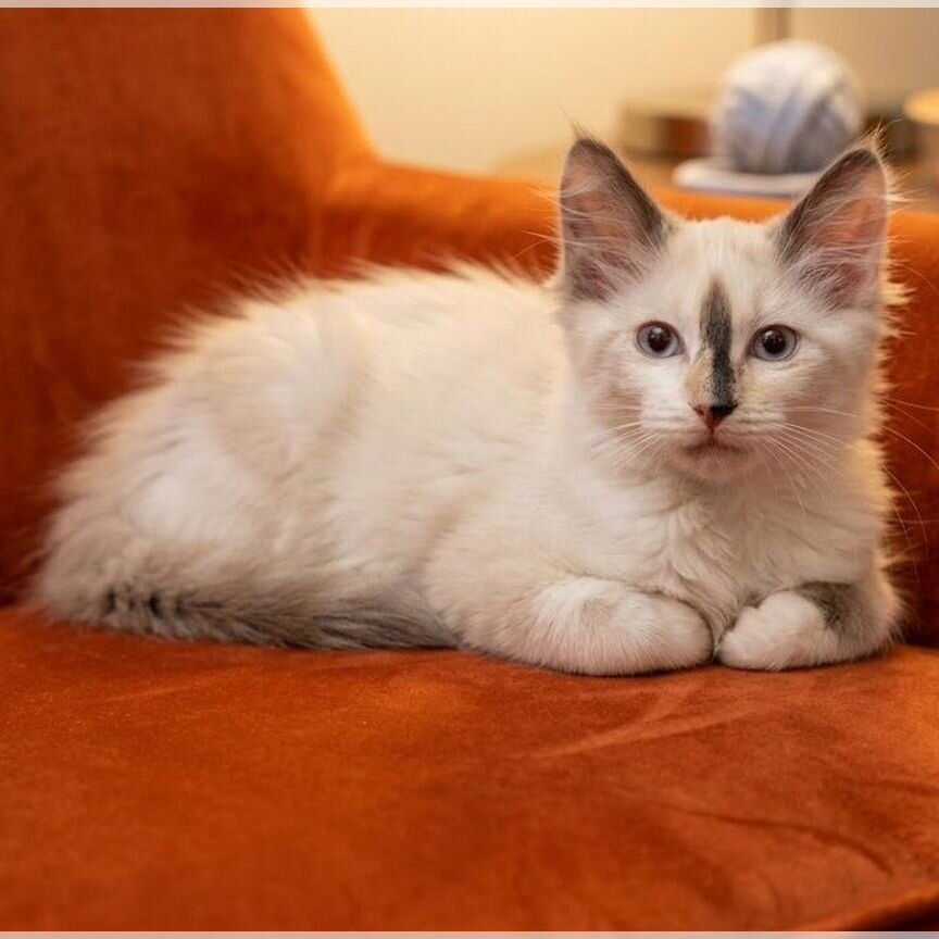 Невский маскарадный котёнок