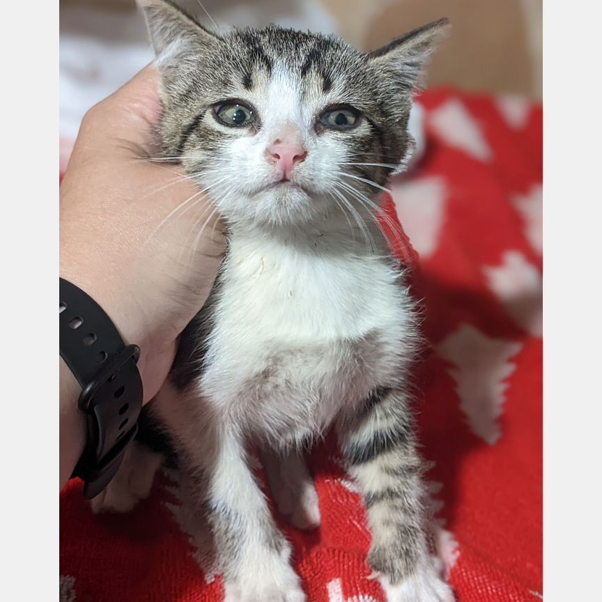 Котёнок в добрые руки