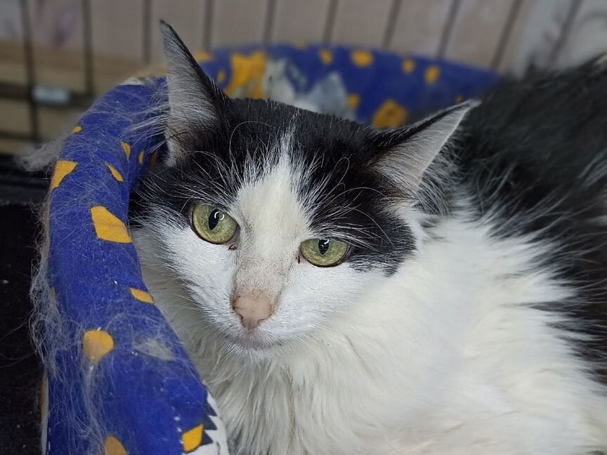 Кошечка в добрые руки