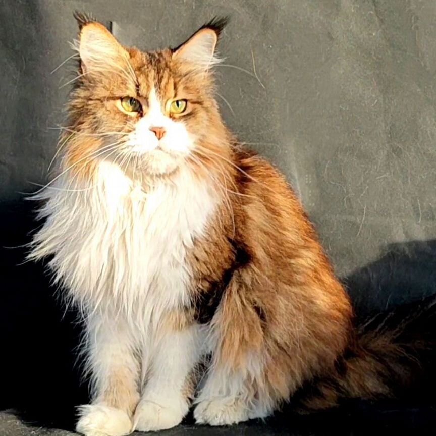 Кошечка