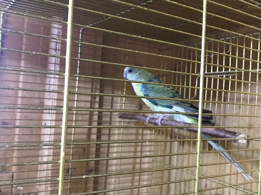 Самка певчего попугая