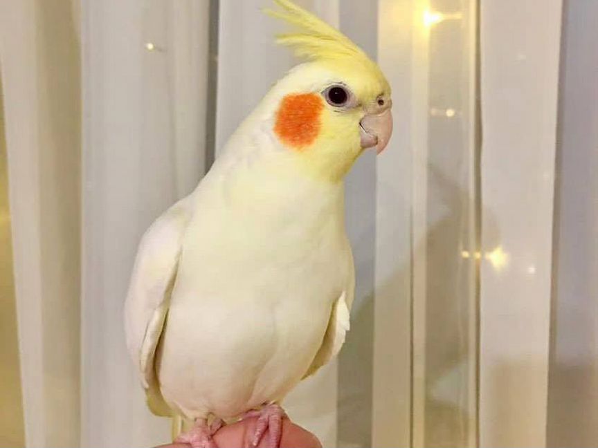 Птенцы Корелл 3 месяца