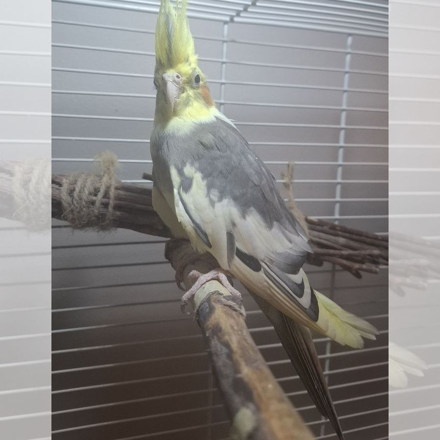 Попугай корелла с клеткой