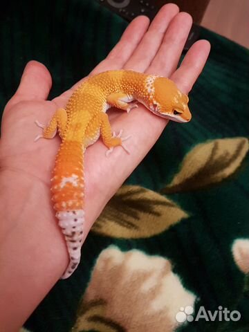 Эублефар малыш