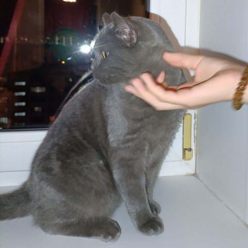 Шотландский прямоухий короткошёрстный котёнок