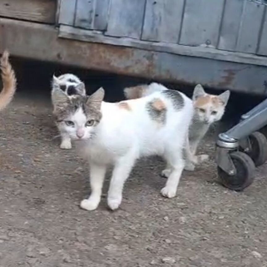 Котосемью бросили и предали. Не выживут. Приютите