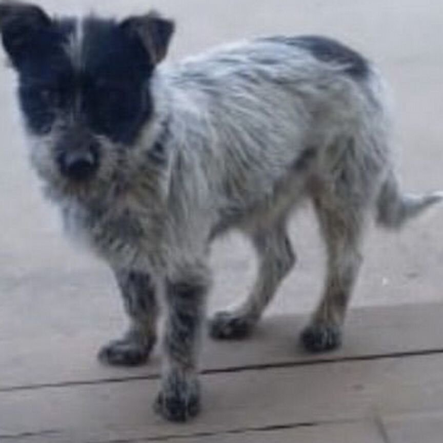 Взрослая собака в добрые руки