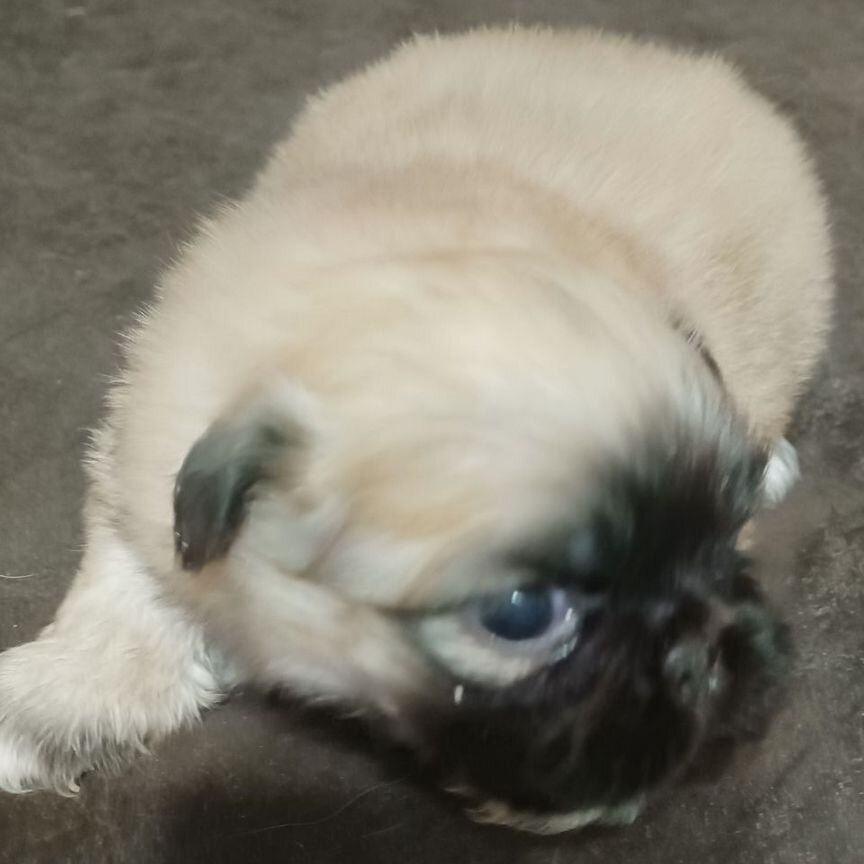Пекинес, щенок