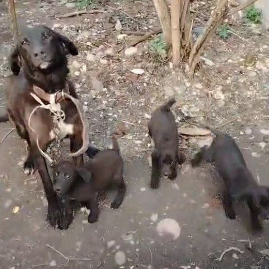Щенок в добрые руки