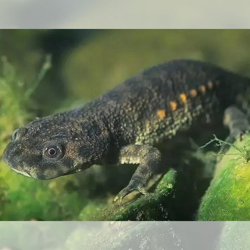 Тритон иглистый - Pleurodeles waltl