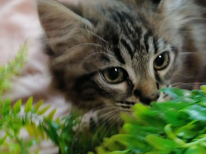 Котенок мейн-кун девочка