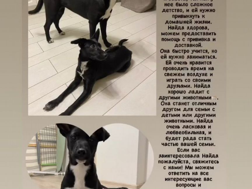 Щенок в добрые и ответсвенные руки