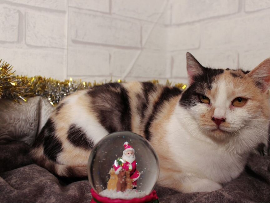 Милай Бусинка ищет дом