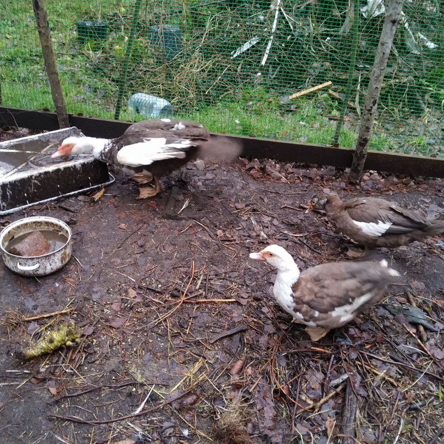 Мускусные утки