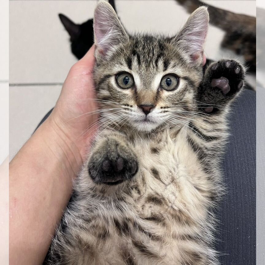 Котёнок в добрые руки