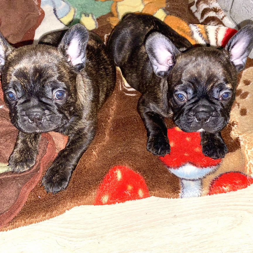 Французский бульдог