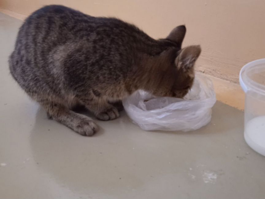 Отдам кота в добрые ручки