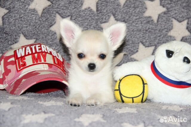 Щенок чихуахуа дш. Кремовая сука. В любимки)